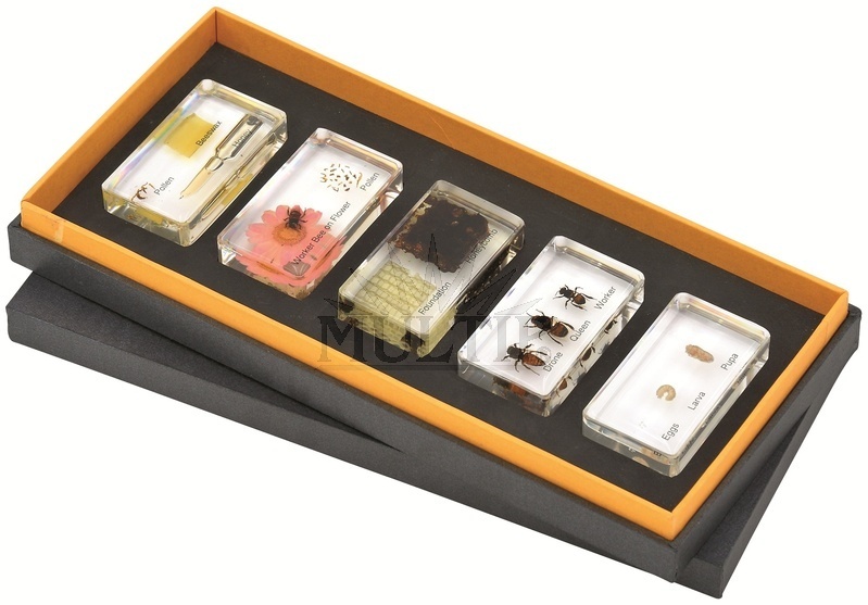 Životní cyklus včely