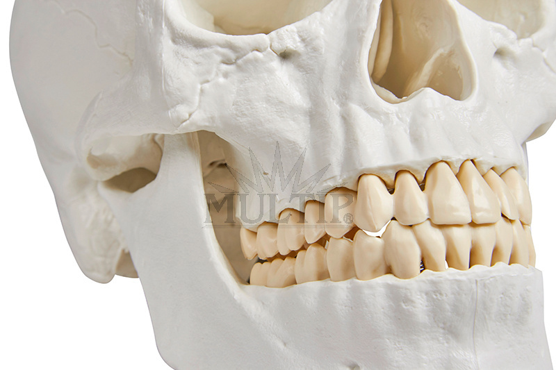 Lidská lebka, 3 díly