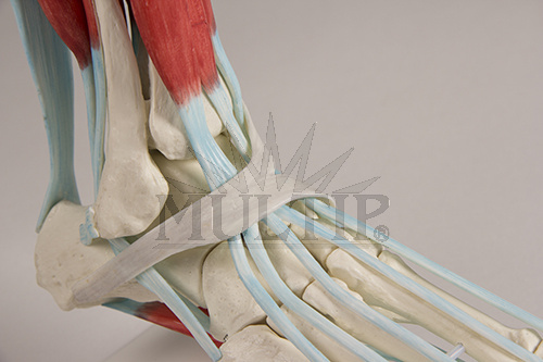 Chodidlo se šlachami