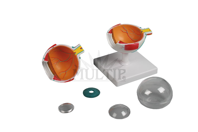 Model oka-4x zvětšeno, 6 částí