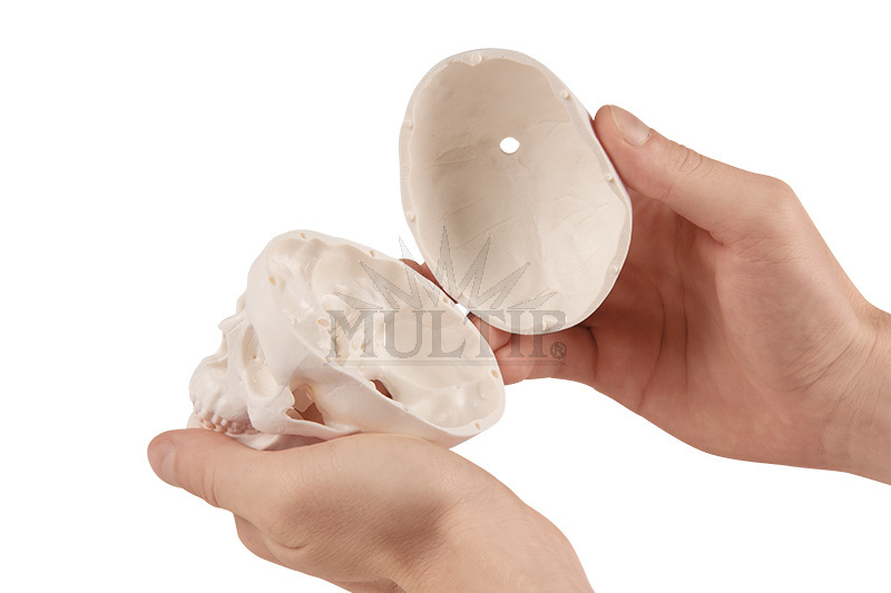 Lidská lebka mini na podstavci