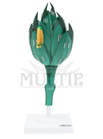 Pšenice setá (Triticum aestivum), model