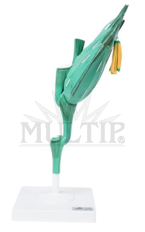 Pšenice setá (Triticum aestivum), model