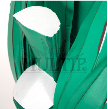 Pšenice setá (Triticum aestivum), model