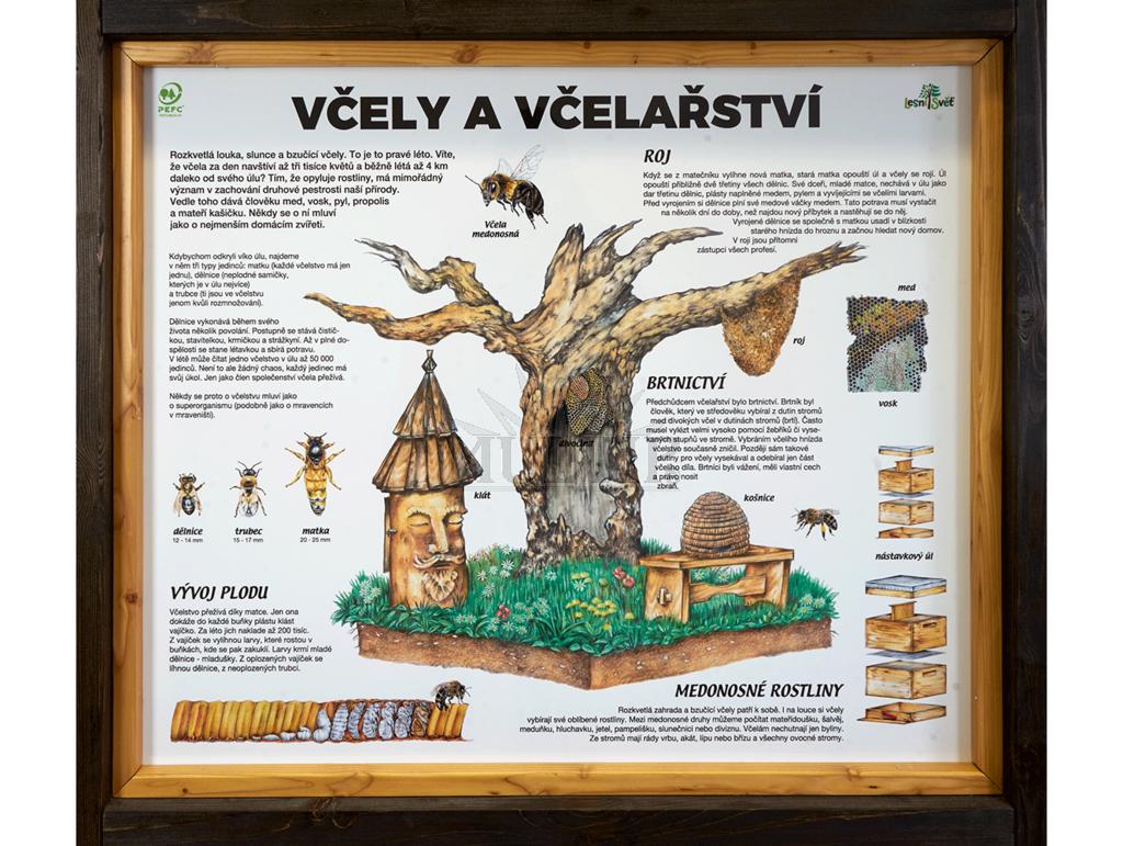 Včely a včelařství L