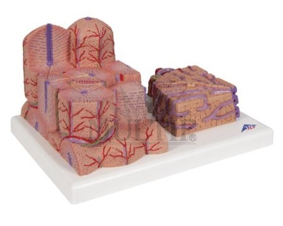 Model jater - 3B Smart Anatomy